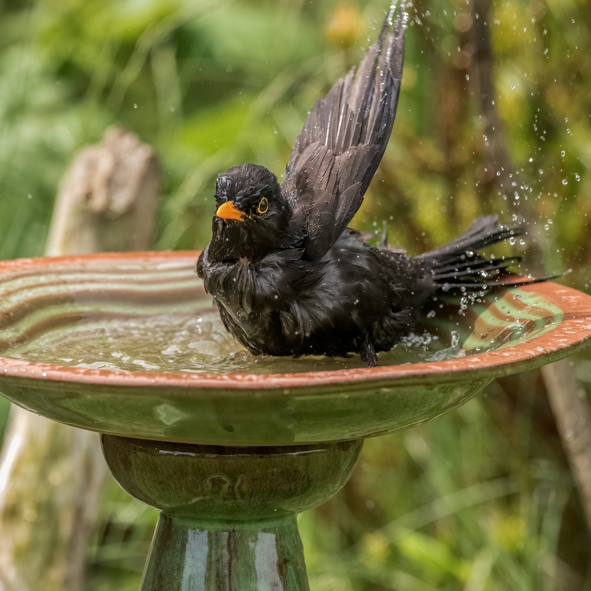 BirdBath Optical Structure
